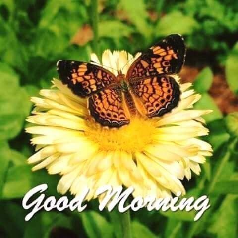 Floral Butterfly Good Morning Pictures, Photos, and Images for Facebook ...