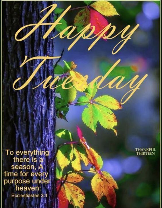 Colorful Leaves Happy Tuesday Pictures, Photos, and Images for Facebook ...