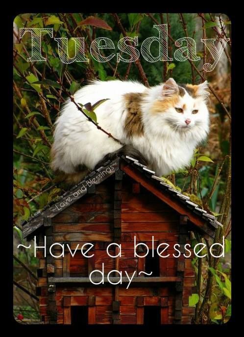 Cat Tuesday, Have A Blessed Day Pictures, Photos, and Images for ...