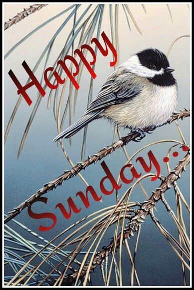 Perched Bird Sunday Quote Pictures, Photos, and Images for Facebook ...