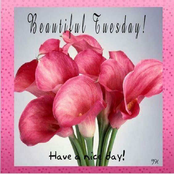 Beautiful Tuesday, Have A Nice Day Pictures, Photos, and Images for ...