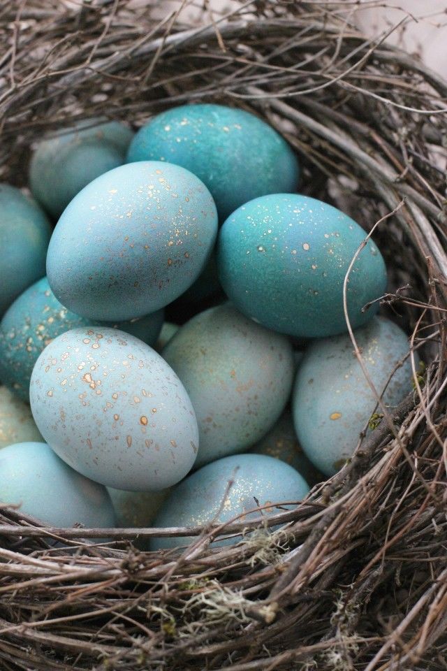 DIY Dyed Robin Eggs Pictures, Photos, and Images for Facebook, Tumblr ...