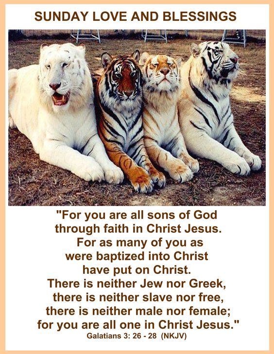 Tiger Sunday Blessings Pictures, Photos, and Images for Facebook ...
