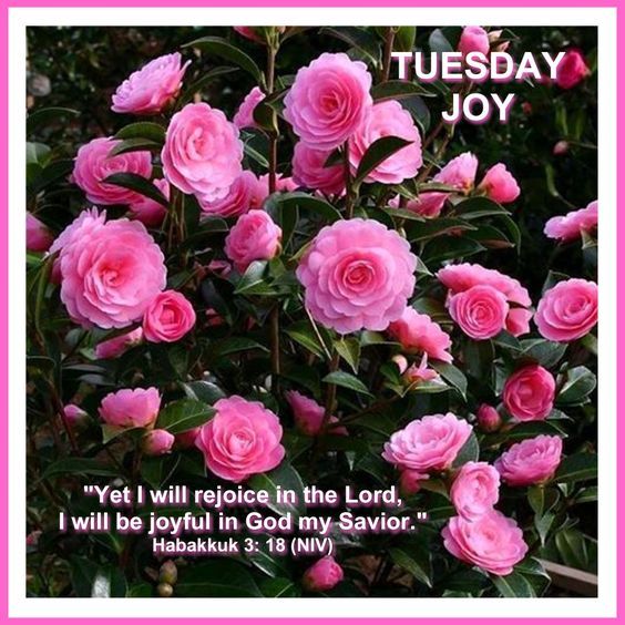 Joy Tuesday Pictures, Photos, and Images for Facebook, Tumblr ...