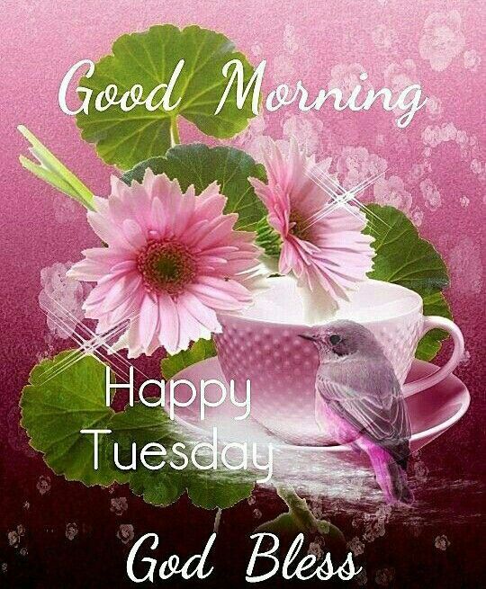 Hummingbird Tuesday Morning Graphic Pictures, Photos, and Images for ...