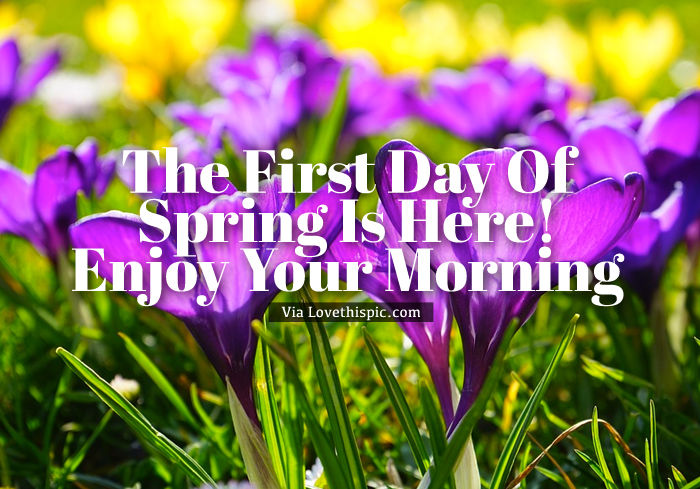 Crocus Flower First Day Of Spring, Enjoy Your Morning Pictures, Photos ...