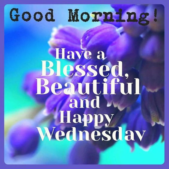 Purple Tulip Good Morning Wednesday Image Pictures, Photos, and Images ...