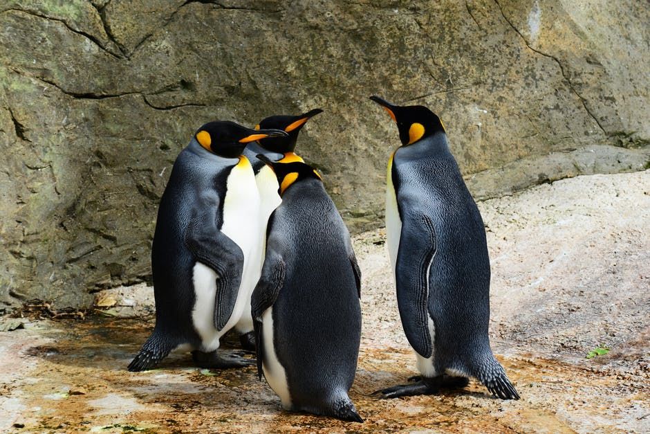Penguin Group Pictures, Photos, and Images for Facebook, Tumblr ...