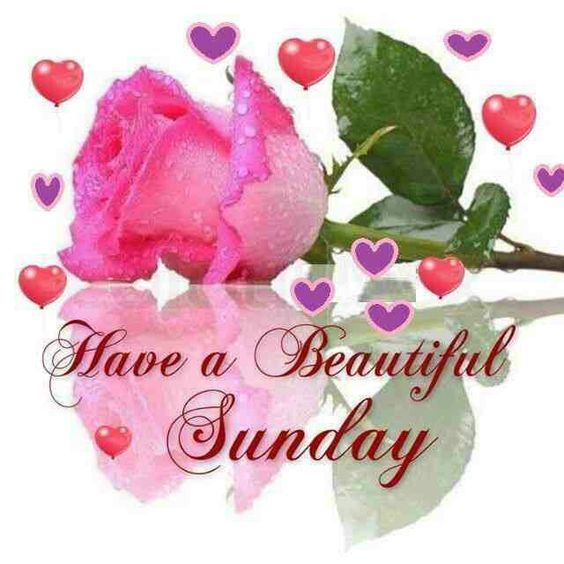 Rose Reflection Beautiful Sunday Pictures, Photos, and Images for ...