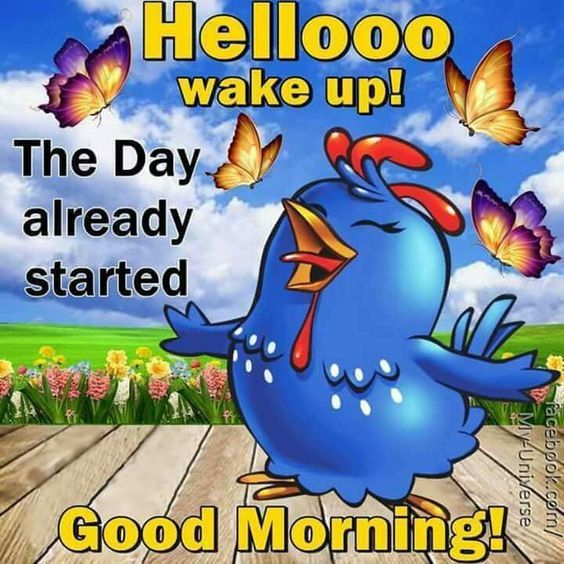 Hellooo Wake Up! The Day Already Started, Good Morning! Pictures ...