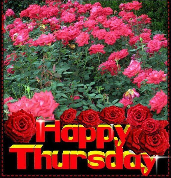 Rose Thursday Quote Pictures, Photos, and Images for Facebook, Tumblr ...