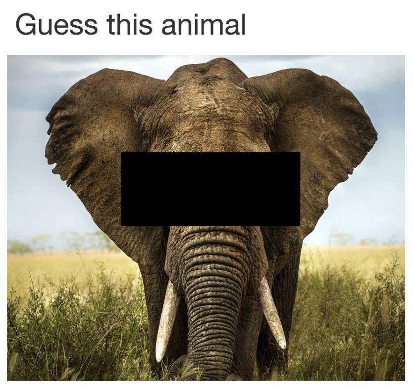 Guess This Animal Pictures, Photos, and Images for Facebook, Tumblr ...