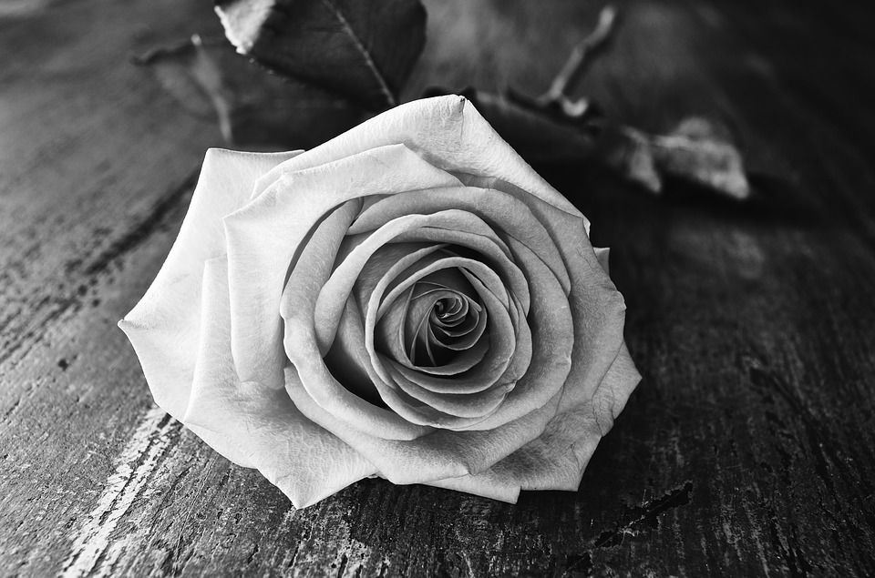 Desaturated Rose Pictures, Photos, and Images for Facebook, Tumblr ...