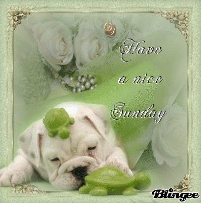 Turtle & Sleeping Dog Sunday Image Pictures, Photos, and Images for ...