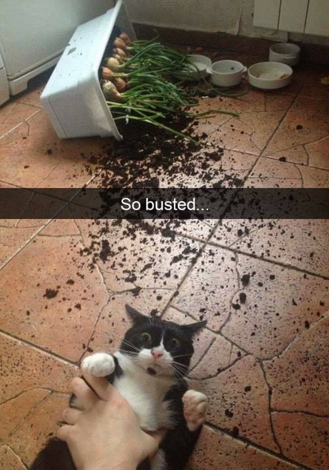 So Busted Pictures, Photos, and Images for Facebook, Tumblr, Pinterest ...