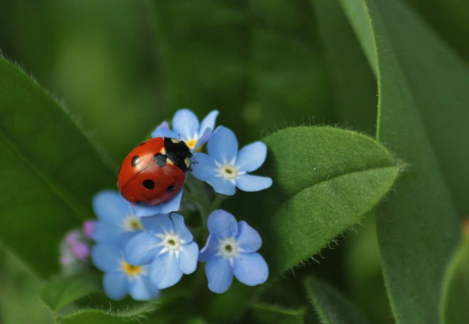 Close Up Of Ladybug Pictures, Photos, and Images for Facebook, Tumblr ...