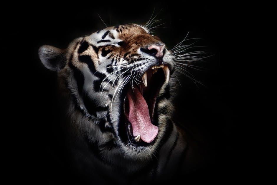 Roaring Tiger Pictures, Photos, and Images for Facebook, Tumblr ...