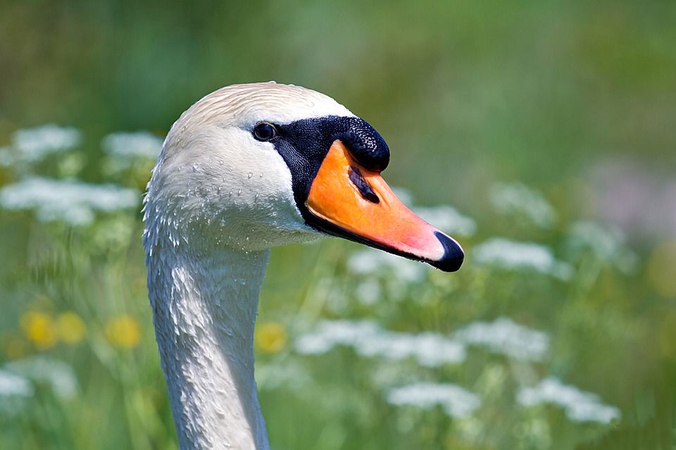 Swan Pictures, Photos, and Images for Facebook, Tumblr, Pinterest, and ...