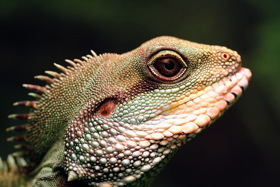 Chinese Water Dragon Pictures, Photos, and Images for Facebook, Tumblr ...