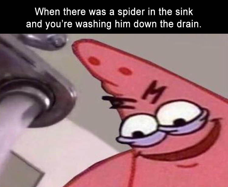 Washing Spiders Down The Drain: Here'S What Happens - Pest Pointer