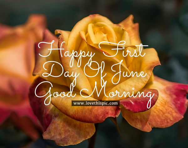 Yellow Rose Happy First Day Of June Good Morning Image Pictures, Photos ...