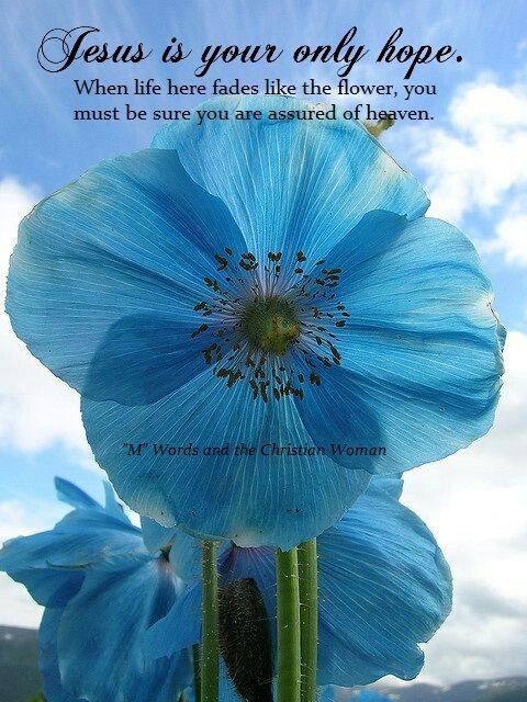 Jesus Is Your Only Hope Pictures, Photos, and Images for Facebook ...