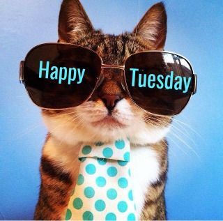 Cool Cat Happy Tuesday Pictures, Photos, and Images for Facebook ...