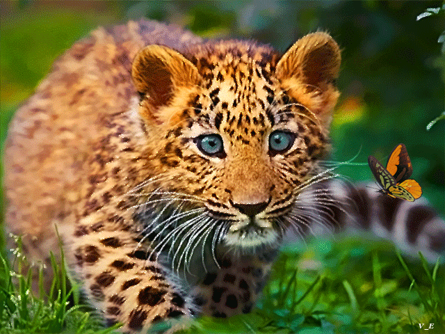 Cheetah Pup Animation Pictures, Photos, and Images for Facebook, Tumblr ...
