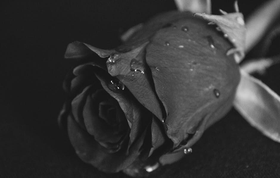 Rose In Greyscale Pictures, Photos, and Images for Facebook, Tumblr ...
