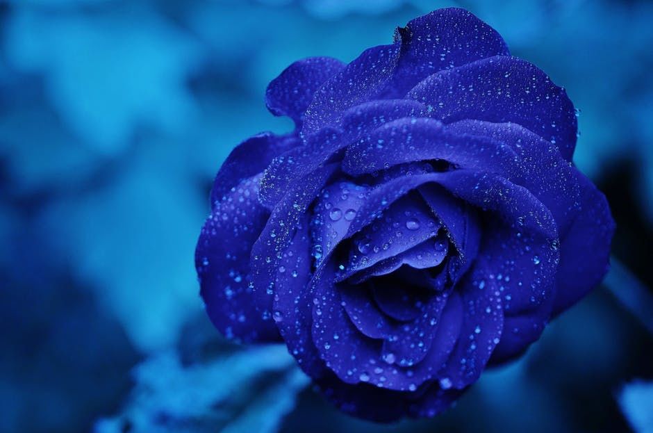 Wet Blue Rose Pictures, Photos, and Images for Facebook, Tumblr ...