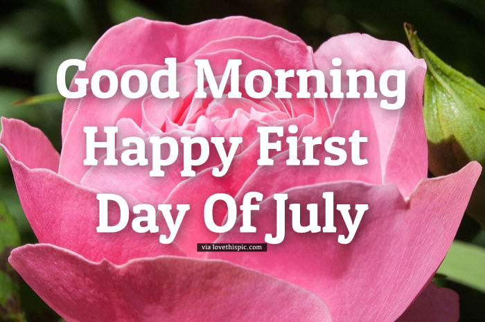 Pink Rose Good Morning, Happy First Day Of July Pictures, Photos, and ...