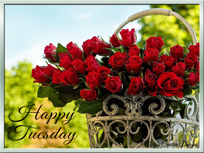 Red Rose Happy Tuesday Pictures, Photos, and Images for Facebook ...