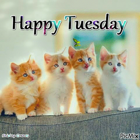 Happy Tuesday Kittens Pictures, Photos, and Images for Facebook, Tumblr ...