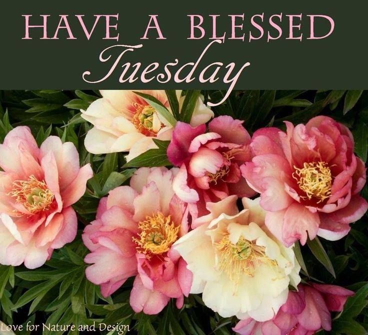 Blessed Tuesday Pictures, Photos, and Images for Facebook, Tumblr ...