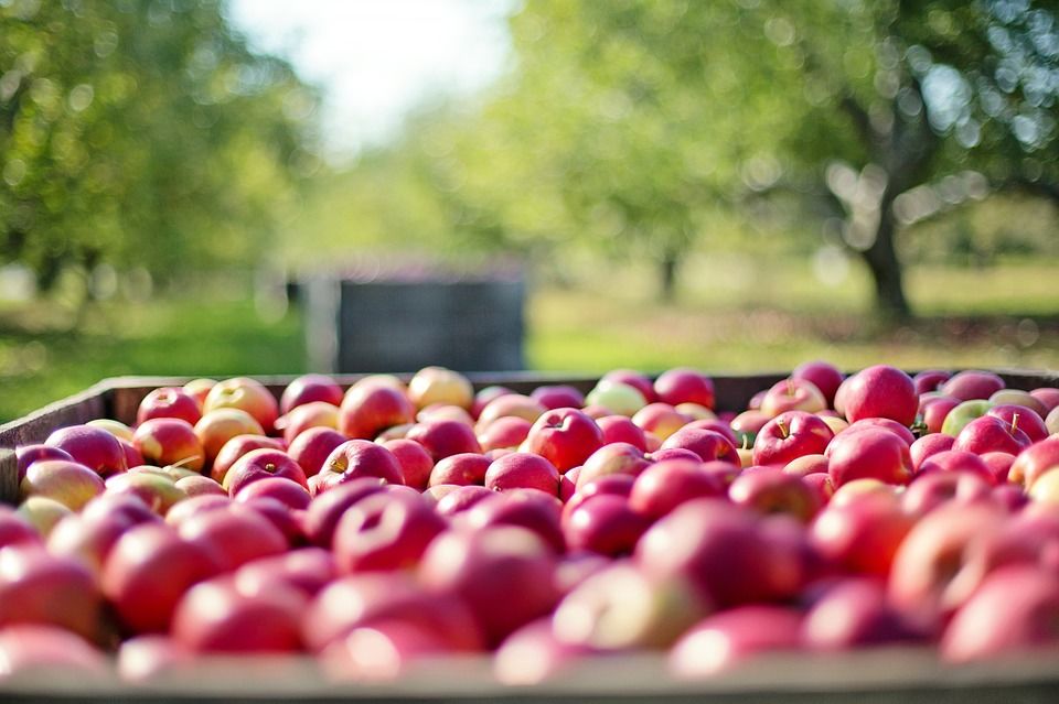 Apple Harvest Pictures, Photos, and Images for Facebook, Tumblr ...