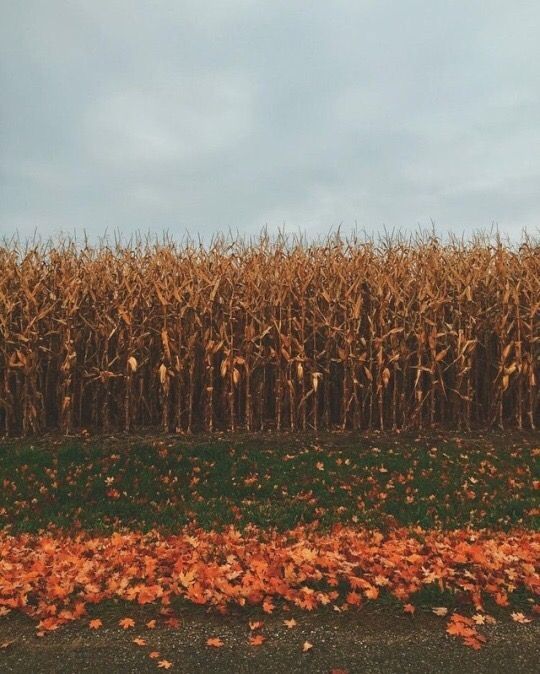 Fall Crop Field Pictures, Photos, and Images for Facebook, Tumblr ...