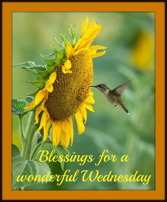 Hummingbird Wednesday Blessings Pictures, Photos, and Images for ...