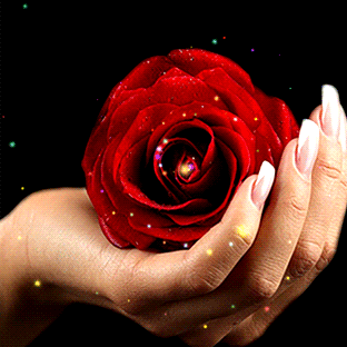 Hand Holding Rose Gif Pictures, Photos, and Images for Facebook, Tumblr ...