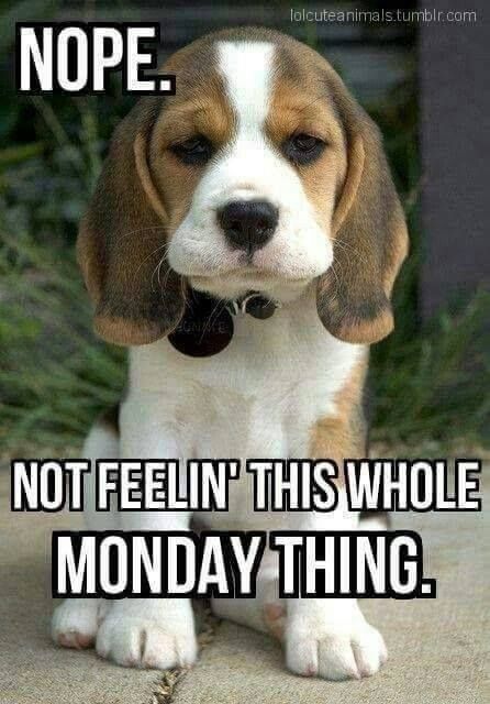 Nope. Not Feeling This Whole Monday Thing Pictures, Photos, and Images ...