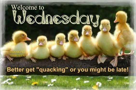 Ducky Welcome To Wednesday Quote Pictures, Photos, and Images for ...