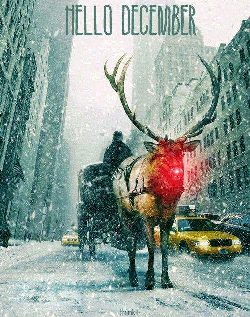 Reindeer Traffic Hello December Quote Pictures, Photos, and Images for ...