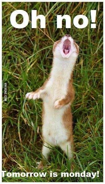 Oh No! Tomorrow Is Monday! Pictures, Photos, and Images for Facebook ...