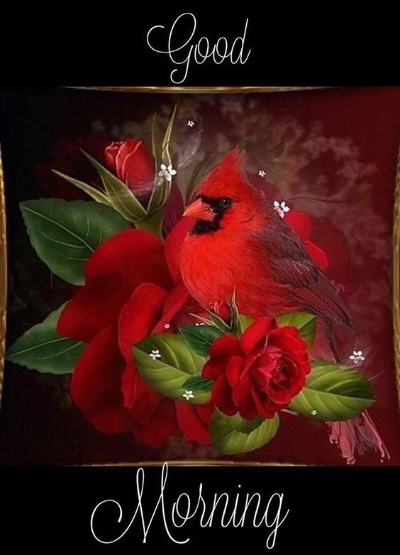Cardinal Good Morning Quote Pictures, Photos, and Images for Facebook ...