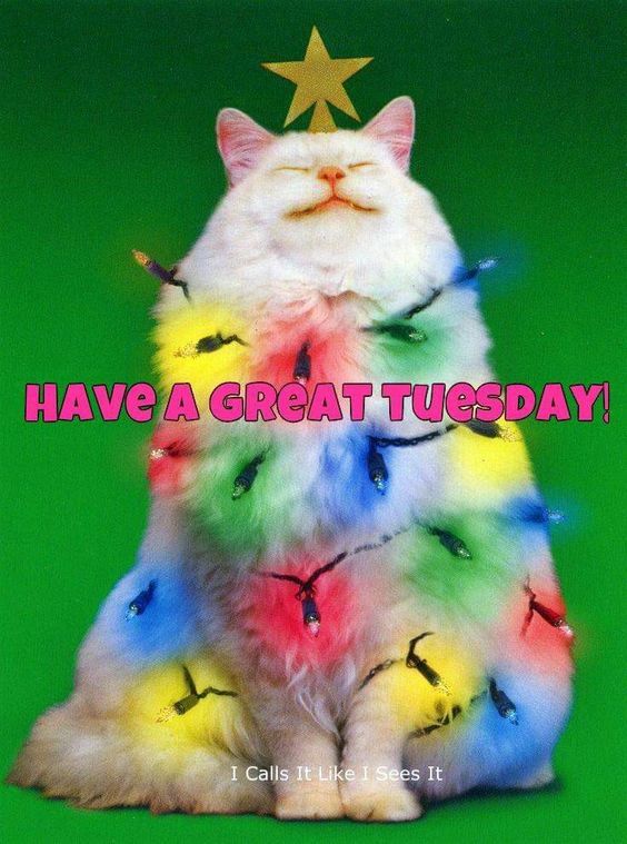 Cat Christmas Tree Great Tuesday Image Pictures, Photos, and Images for ...