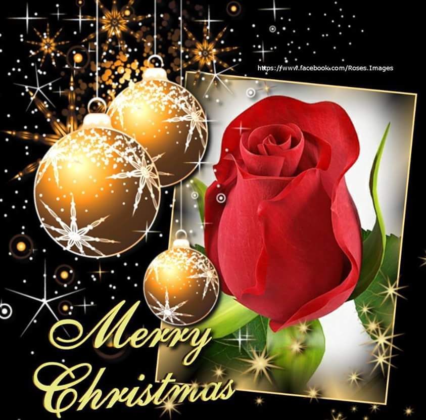 Rose Xmas Quote Pictures, Photos, and Images for Facebook, Tumblr ...