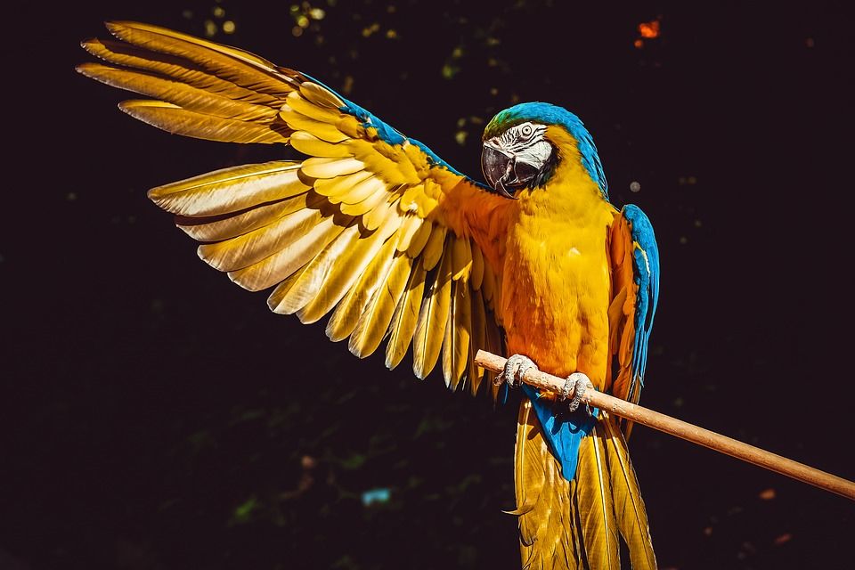 Yellow Macaw (Parrot) Pictures, Photos, and Images for Facebook, Tumblr ...