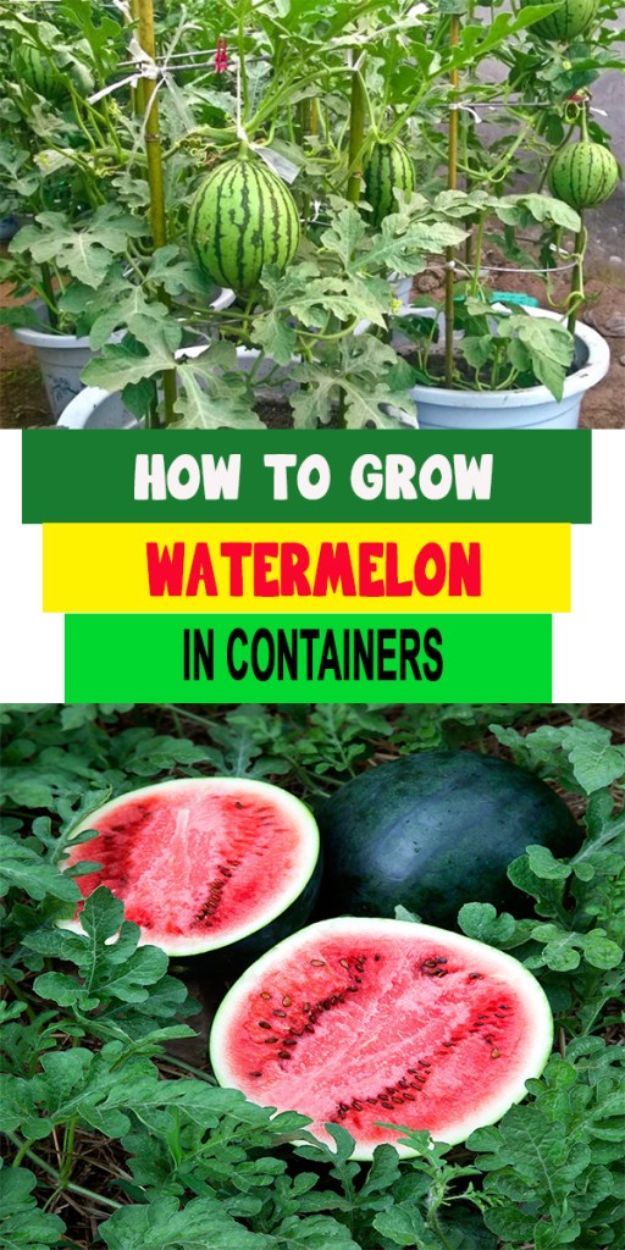 Grow Watermelon In Containers Pictures, Photos, and Images for Facebook ...