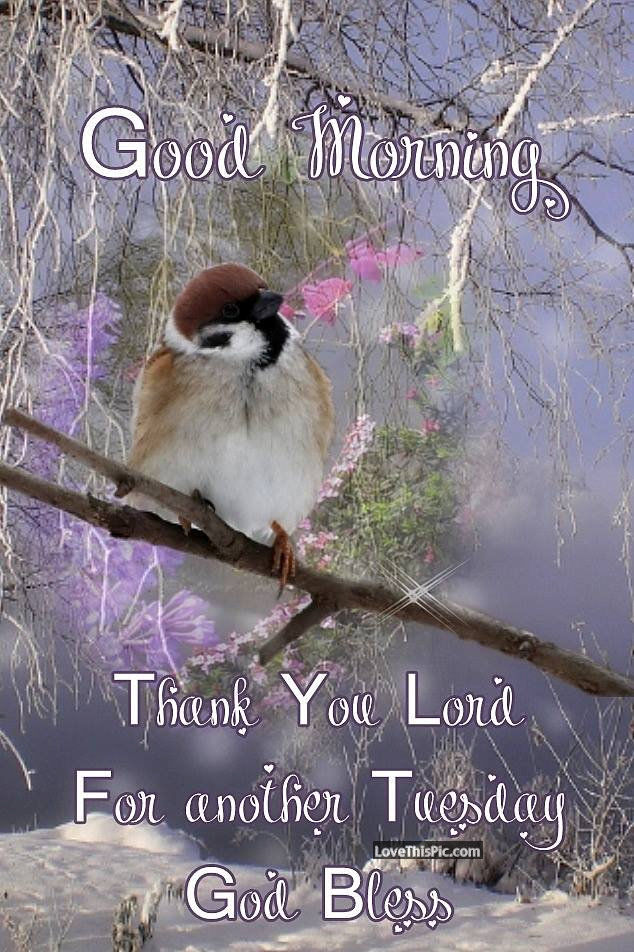 Good Morning Thank You For Another Tuesday Pictures, Photos, and Images ...
