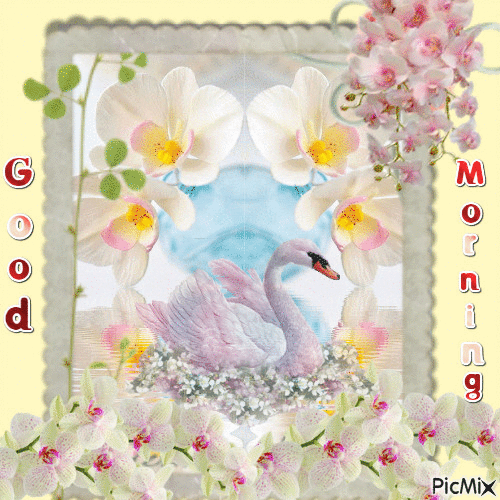 Swan Morning Gif Pictures, Photos, and Images for Facebook, Tumblr ...