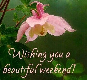 Blooming Flower Beautiful Weekend Image Pictures, Photos, and Images ...